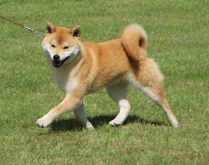 Satika Kennels - Shiba Inu Breeders